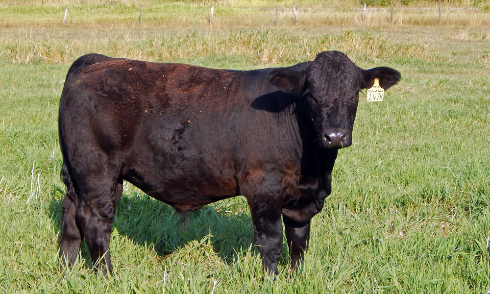 Sale Barn – Big Rock Simmentals